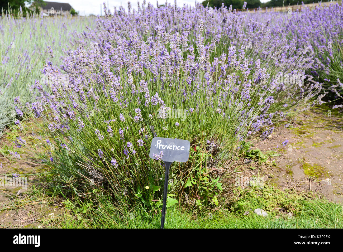 Provence Lavender (lavandula) flowers with label Stock Photo - Alamy