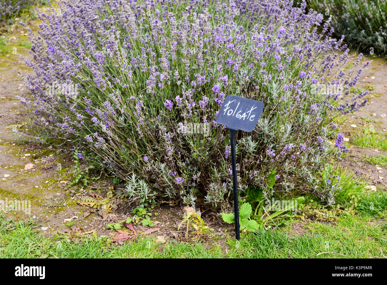Folgate Lavender (lavandula) flowers with label Stock Photo - Alamy