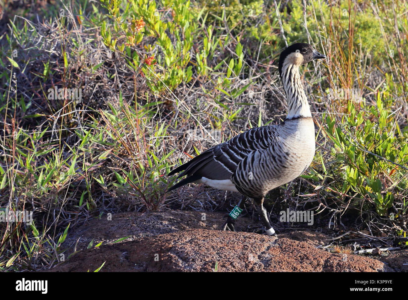 Nene goose hi-res stock photography and images - Alamy