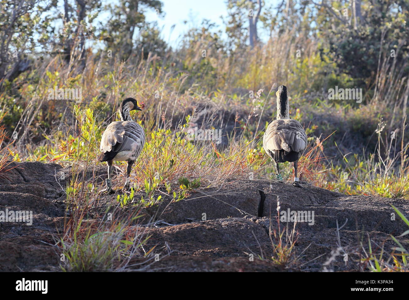 Nene hawaii volcanoes national park hi-res stock photography and images ...