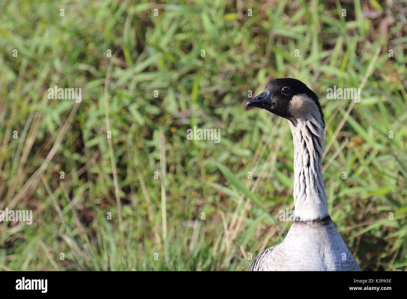 Nene goose hi-res stock photography and images - Alamy