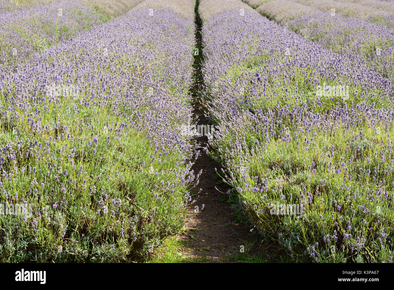 Rows of lavender (lavandula) flowers in field on farm Stock Photo - Alamy