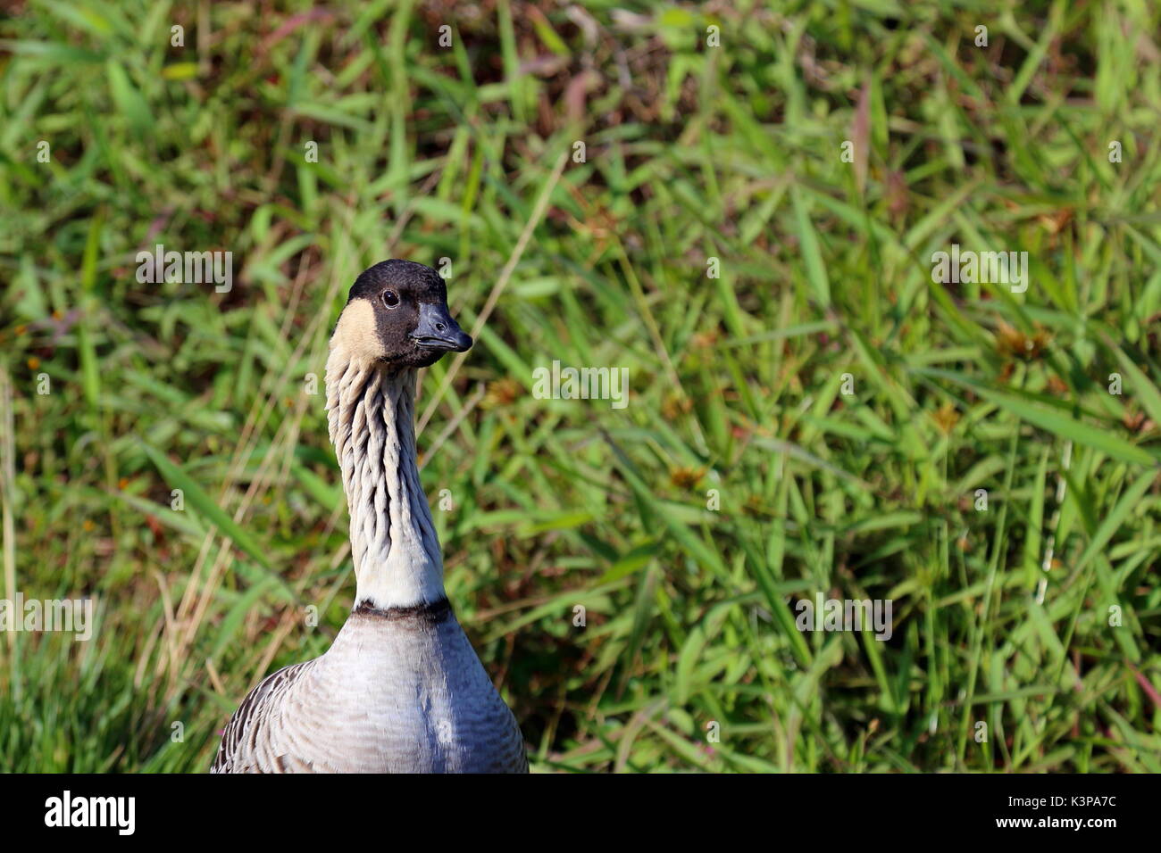 Worlds rarest goose hi-res stock photography and images - Alamy