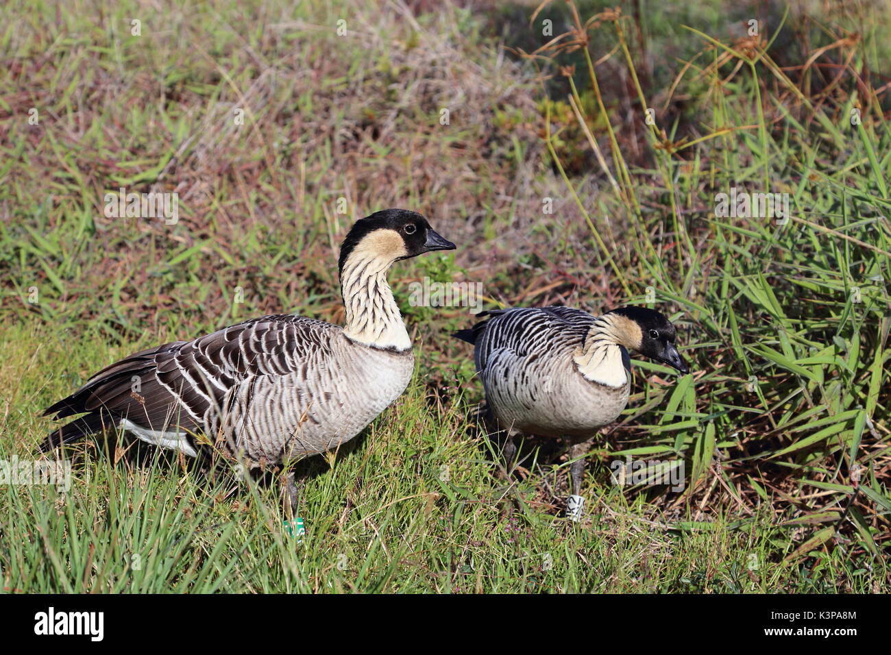 Nene Hawaii Volcanoes National Park High Resolution Stock Photography ...