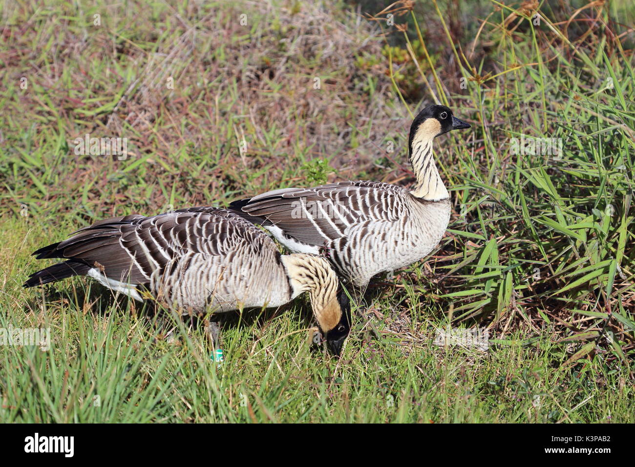 Nene goose in Hawaii Volcanoes National Park Stock Photo - Alamy