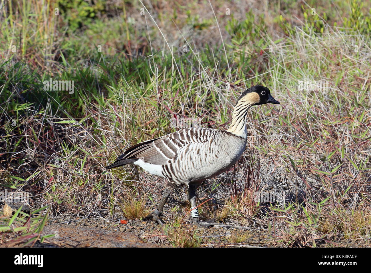 Worlds rarest goose hi-res stock photography and images - Alamy