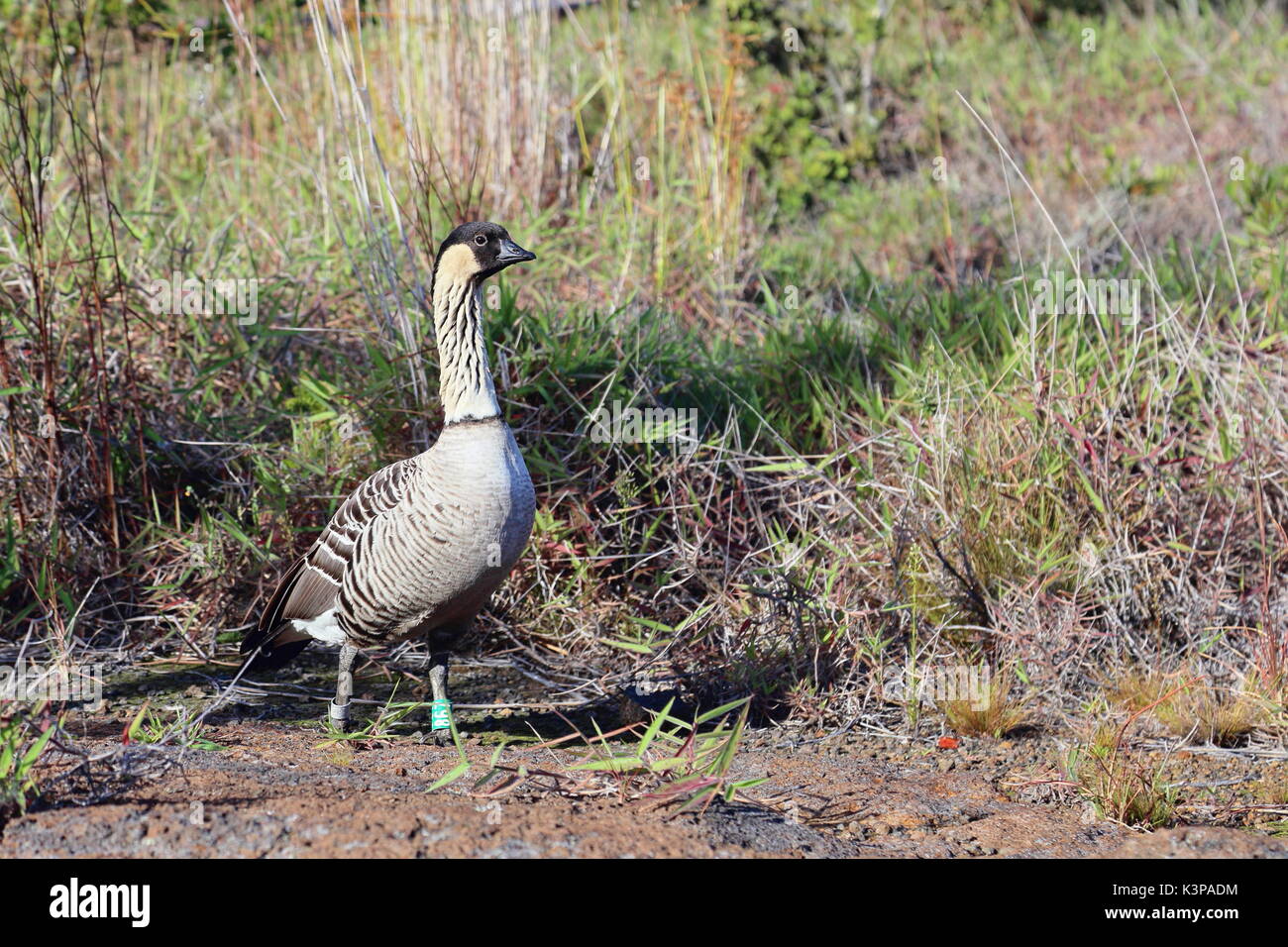 Worlds rarest goose hi-res stock photography and images - Alamy