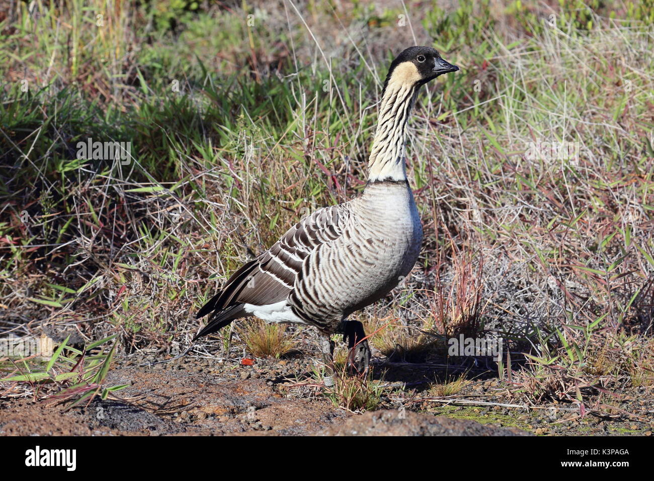 Nene goose hi-res stock photography and images - Alamy