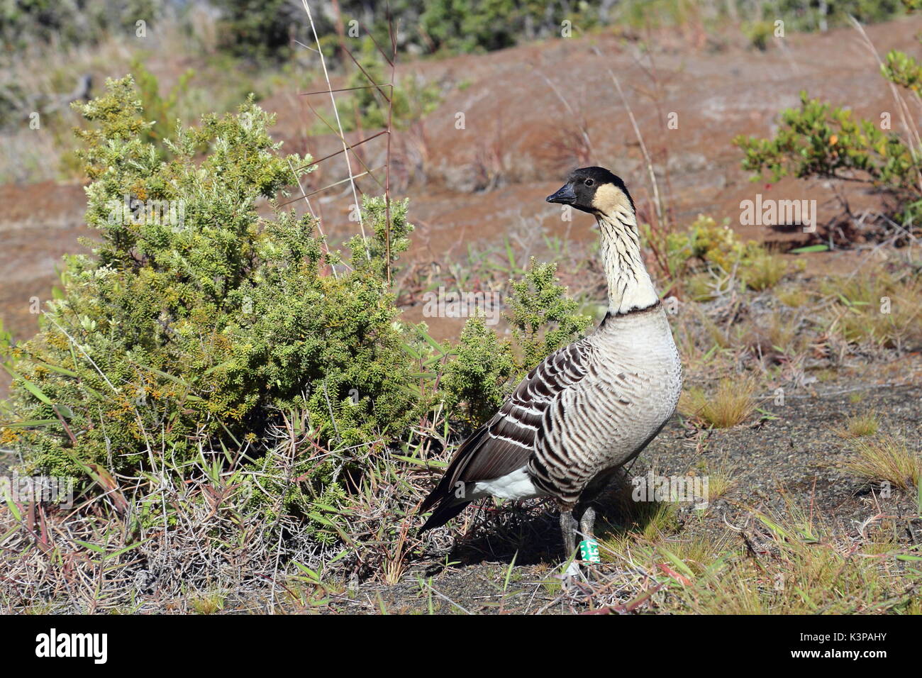 Nene goose in Hawaii Volcanoes National Park Stock Photo - Alamy