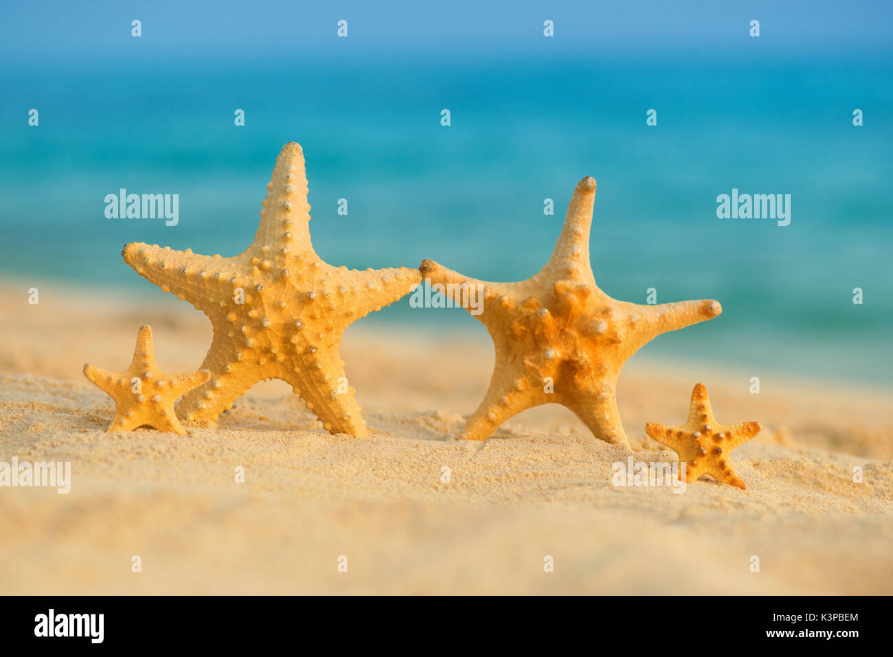 A family of sea stars rests on the sea Stock Photo - Alamy