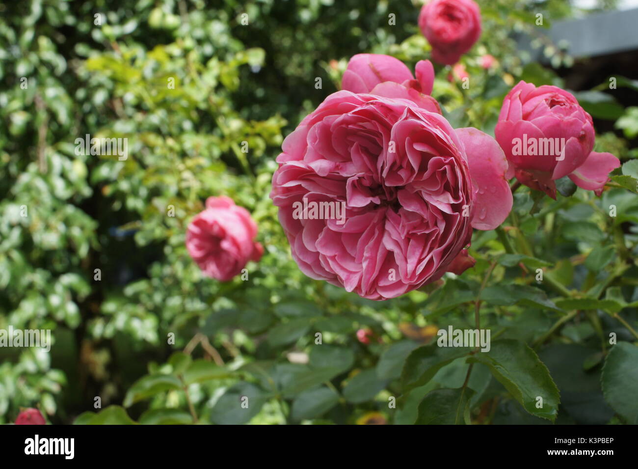 Spring summer rose flower hi-res stock photography and images - Alamy