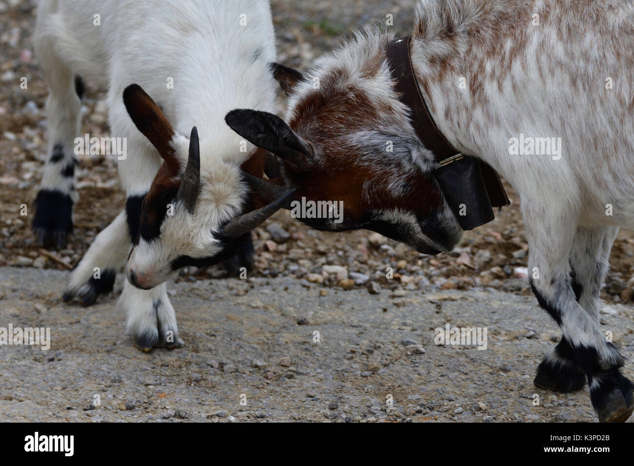Goats combat hi-res stock photography and images - Alamy