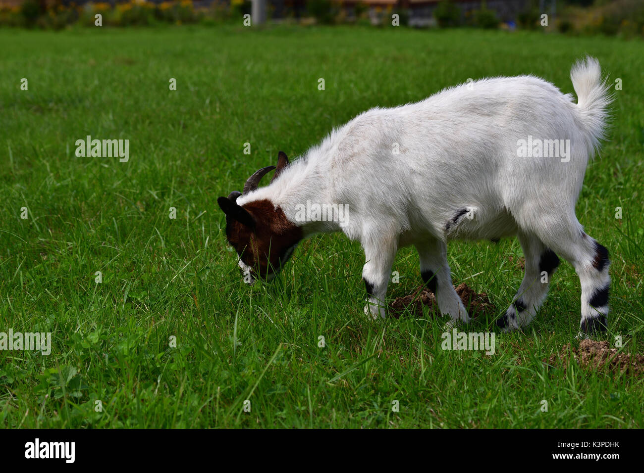 goats grazing the grass and fighting on the meadow Stock Photo - Alamy