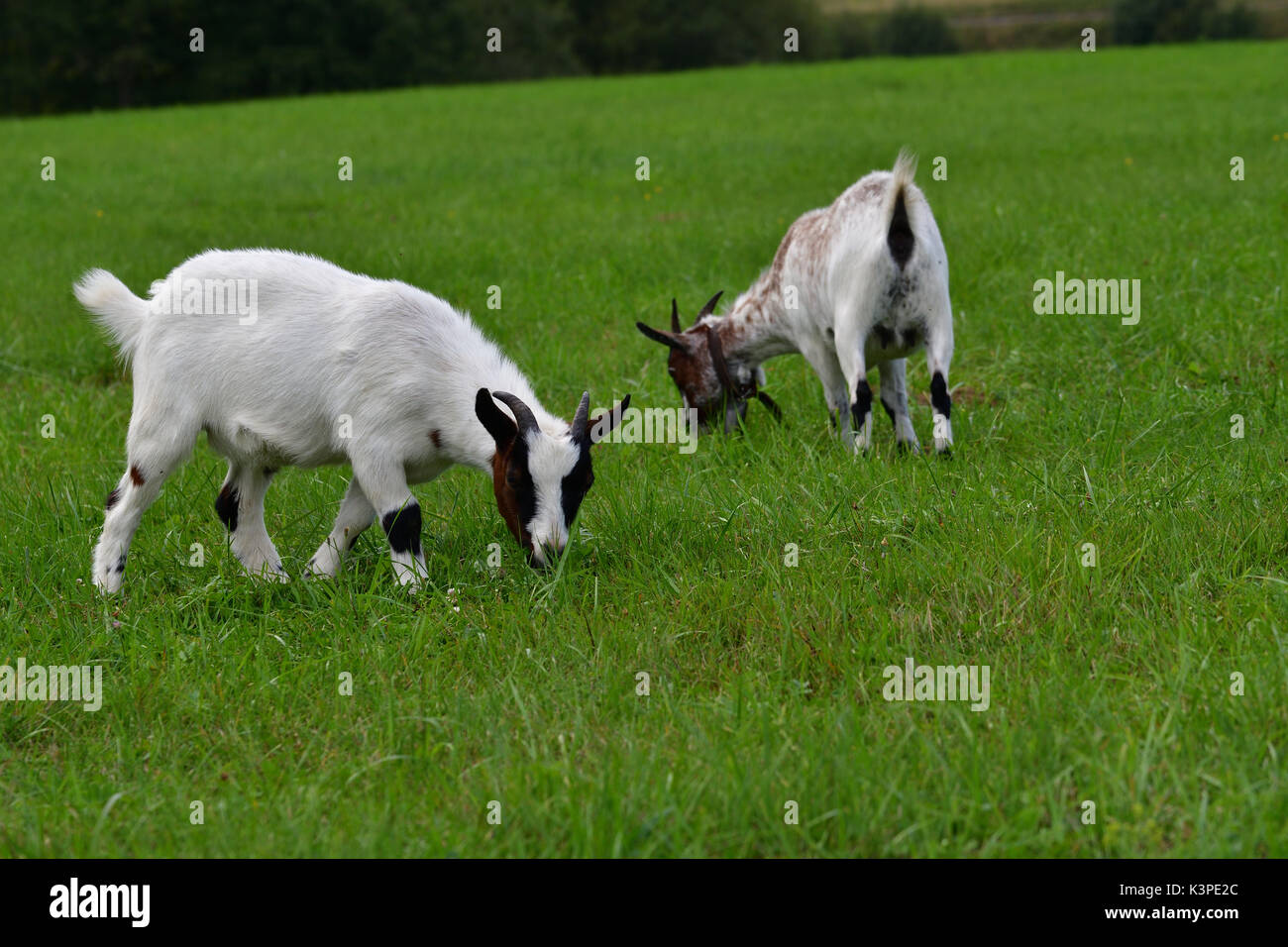 Goats combat hi-res stock photography and images - Alamy