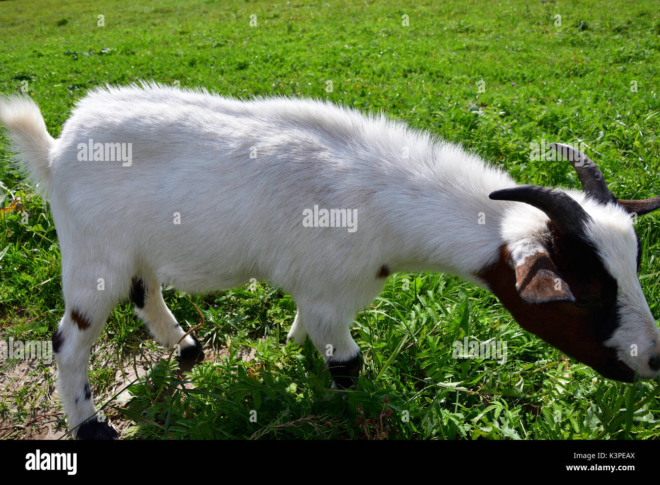 goats grazing the grass and fighting on the meadow Stock Photo - Alamy