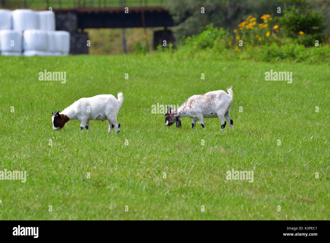 goats grazing the grass and fighting on the meadow Stock Photo - Alamy