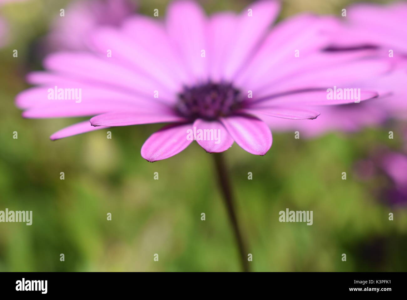 Purpleflower hi-res stock photography and images - Alamy