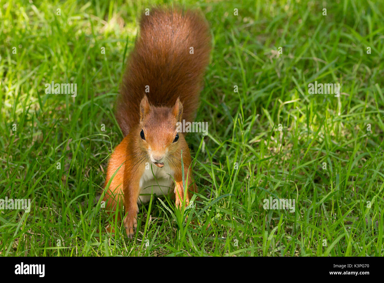 Native trees to ireland hi-res stock photography and images - Alamy