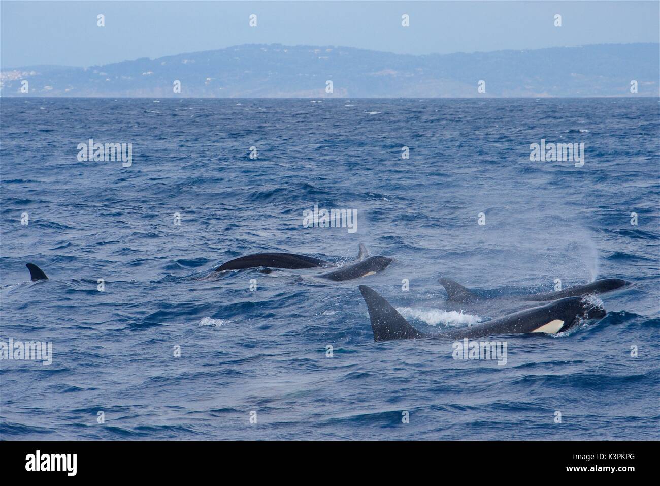 A family of Orcas swimming in the Atlantic Ocean, in the Strait of ...