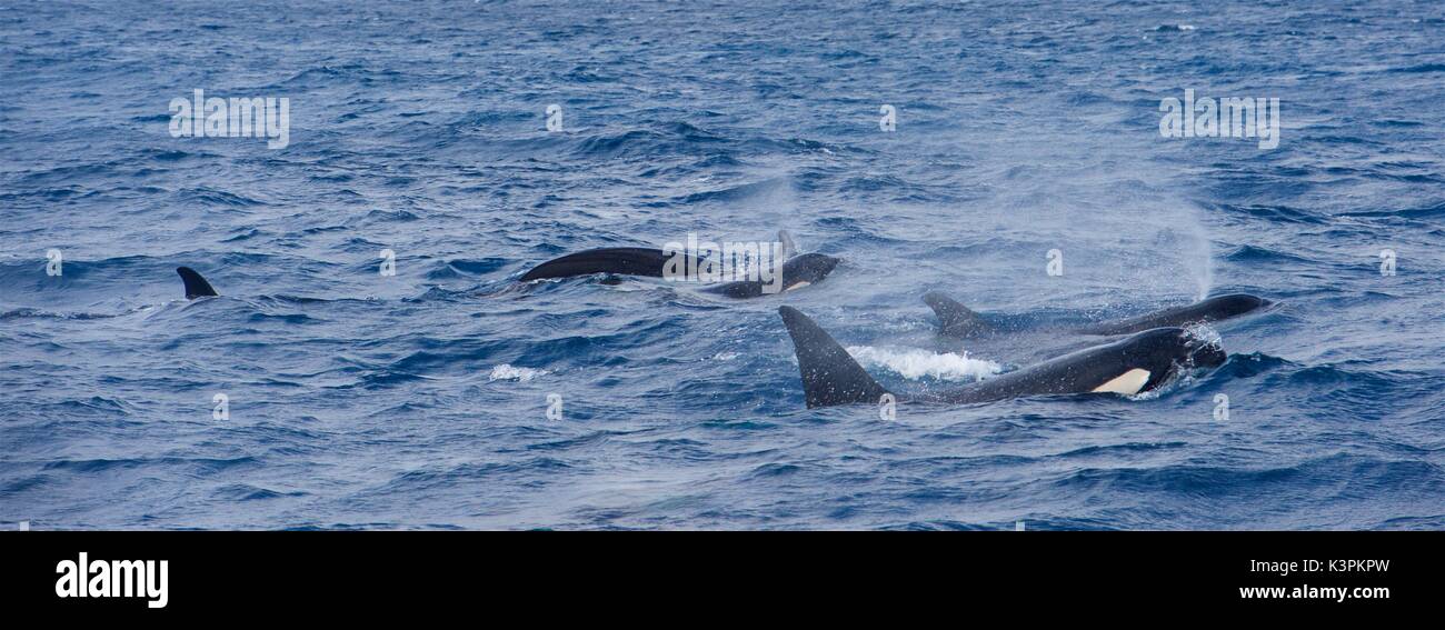 A family of Orcas swimming in the Atlantic Ocean, in the Strait of ...