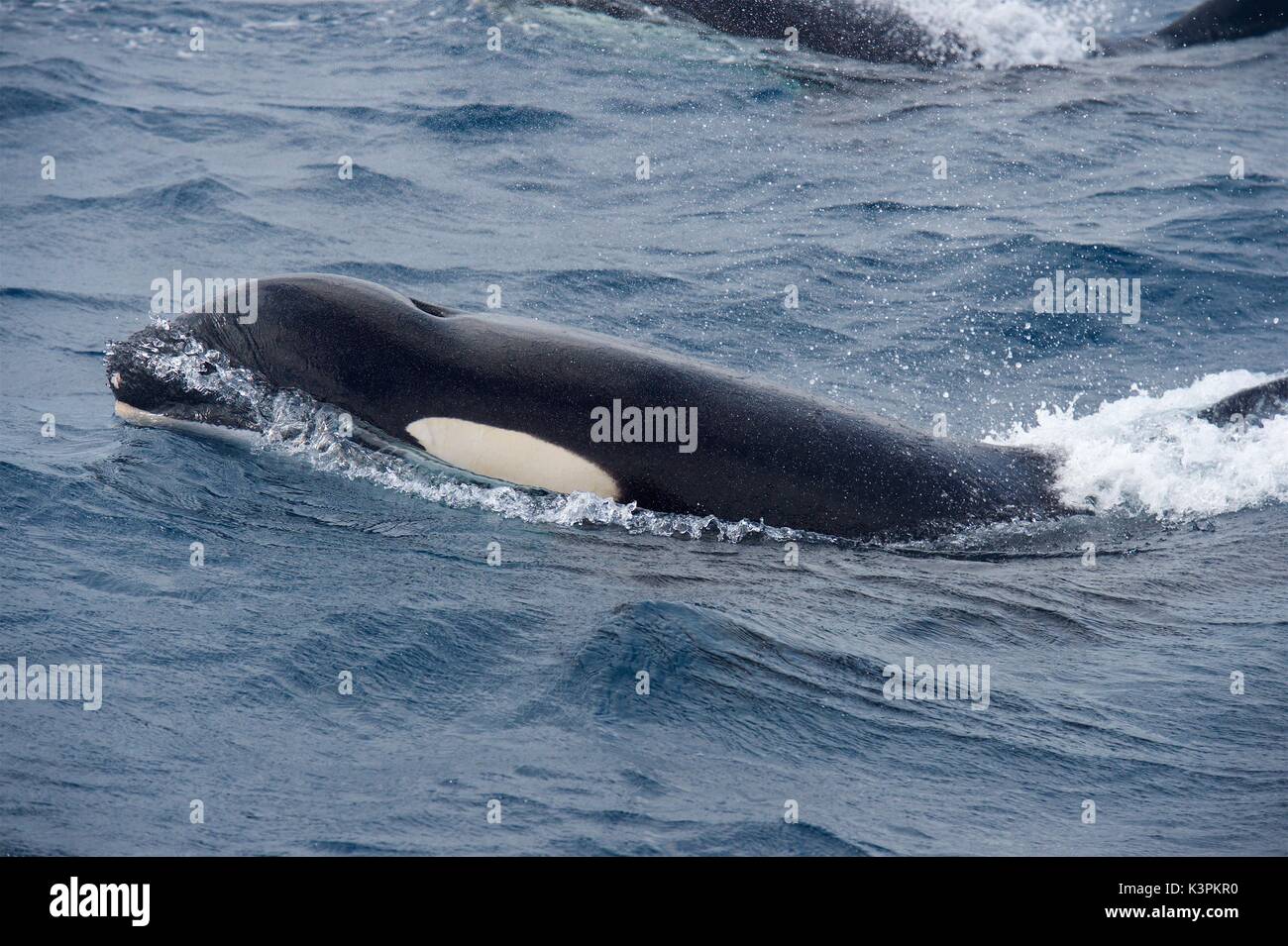 A family of Orcas swimming in the Atlantic Ocean, in the Strait of ...