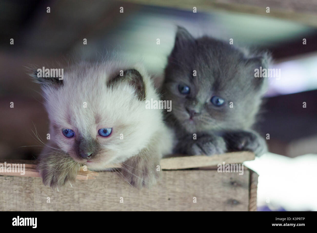 In a box hi-res stock photography and images - Alamy