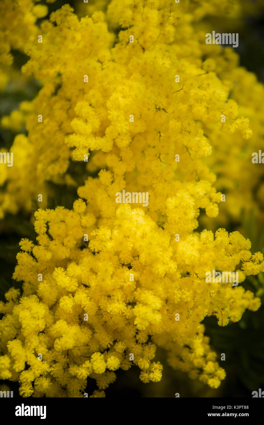 Mimosa flower hi-res stock photography and images - Alamy