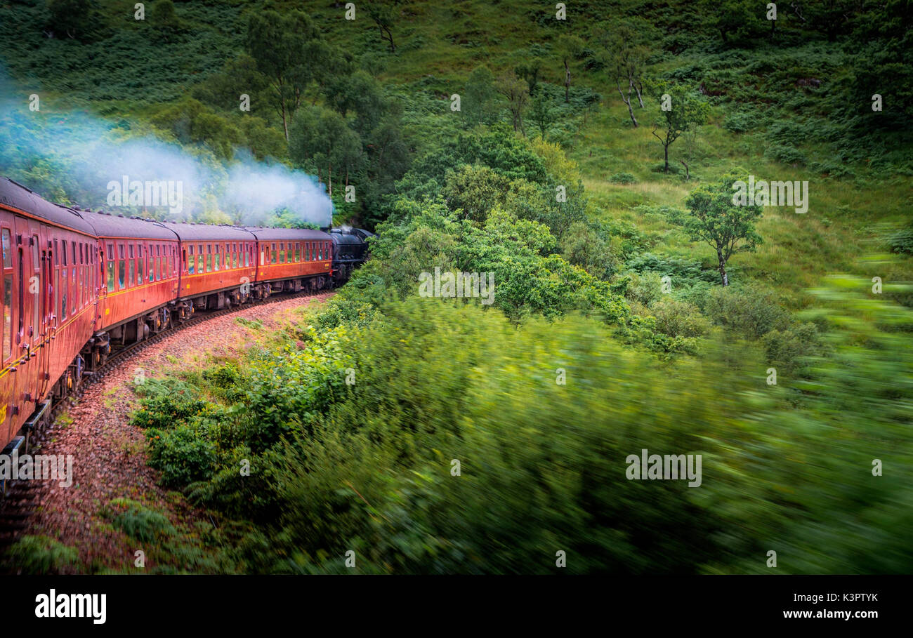 Scotland the jacobite steam train into gallery surrounded by trees hi ...