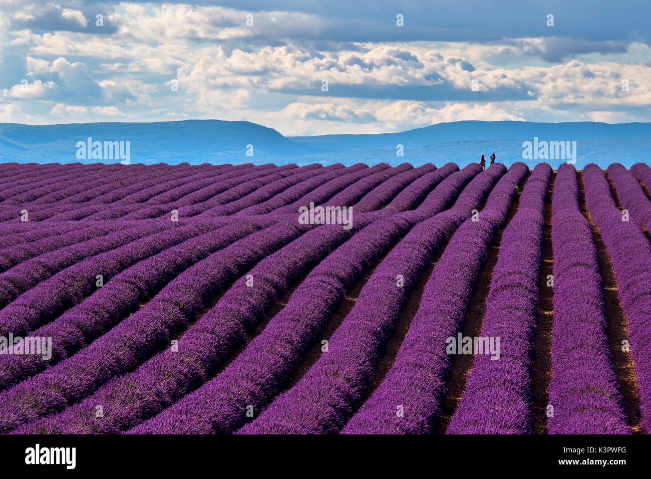 A wonderful day in valensole in purple waves of the sea, Valensole ...