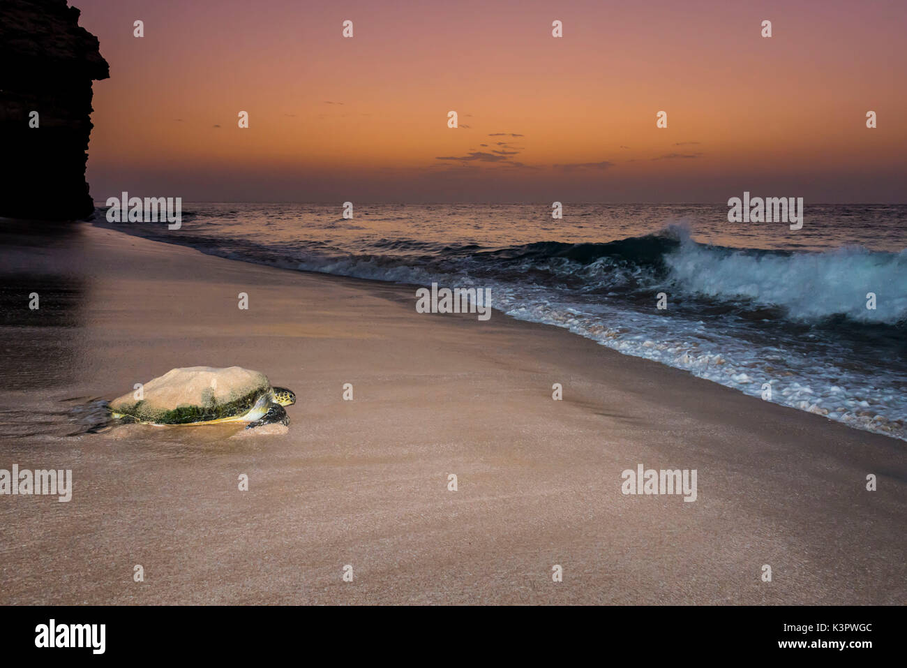 Ras Al Jinz, Turle Reserve, Sultanate of Oman, Middle East. Green sea ...