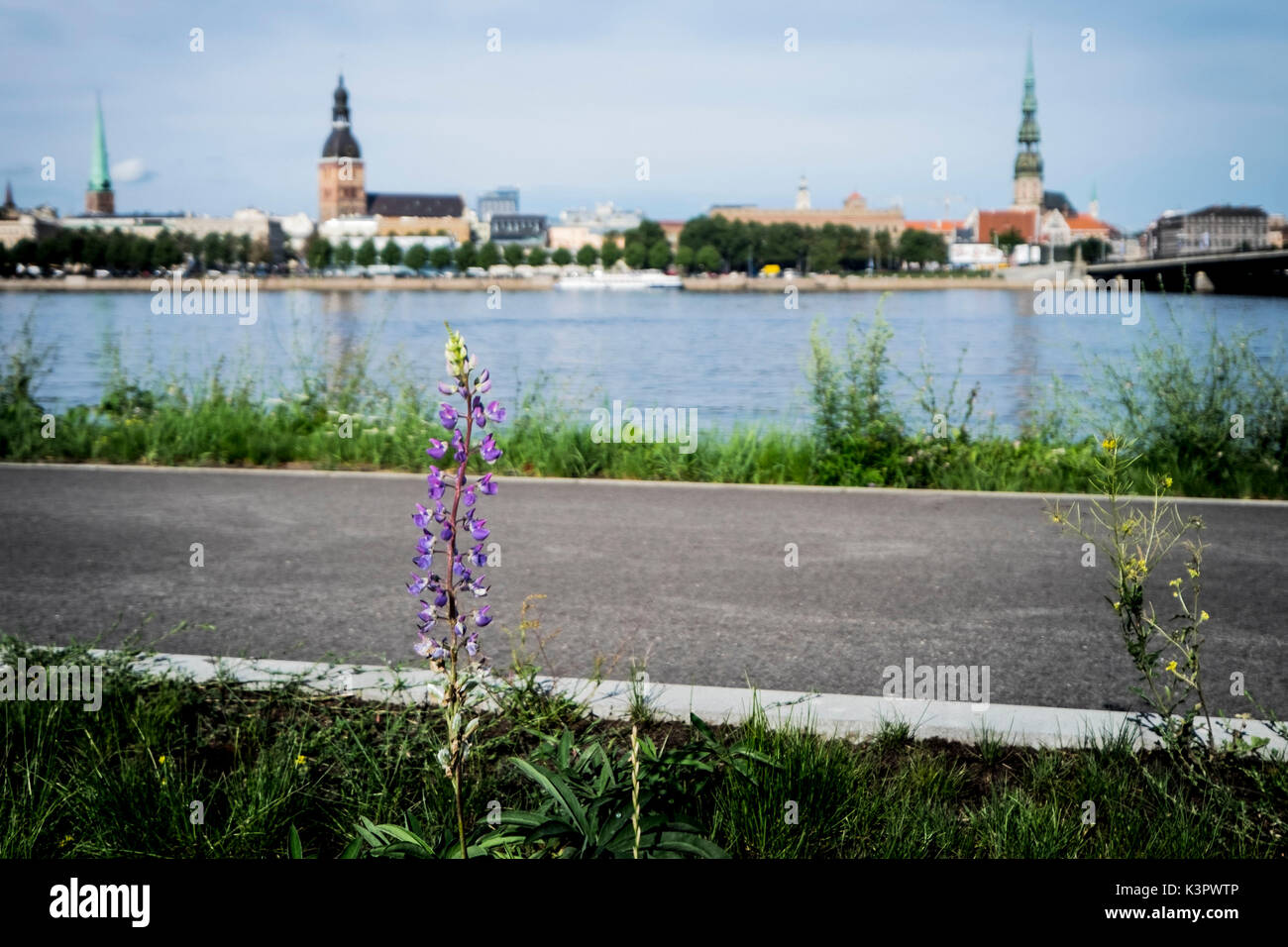 Europe flower hi-res stock photography and images - Alamy