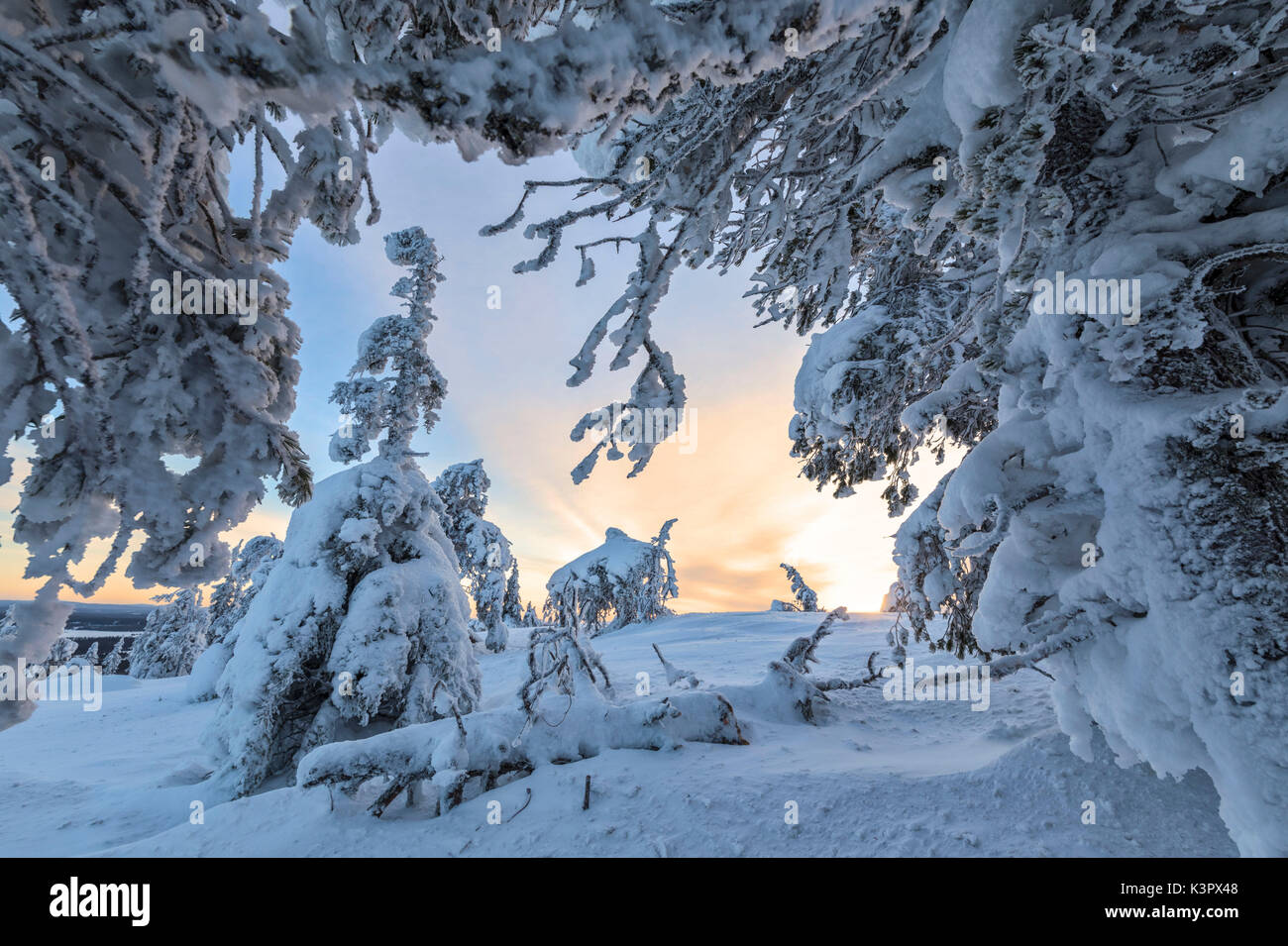 Tree arctic hi-res stock photography and images - Alamy