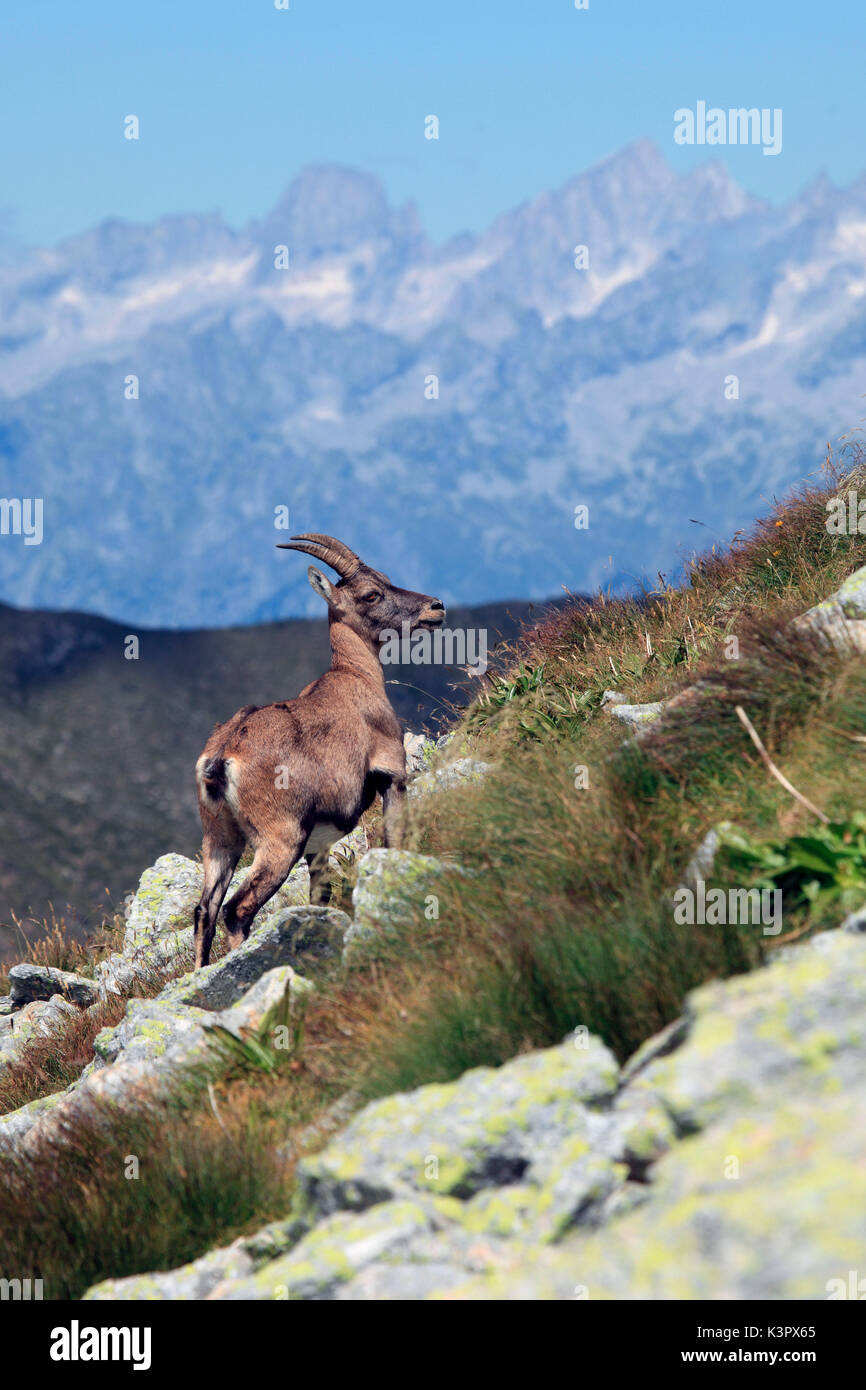 Ibex italy hi-res stock photography and images - Alamy