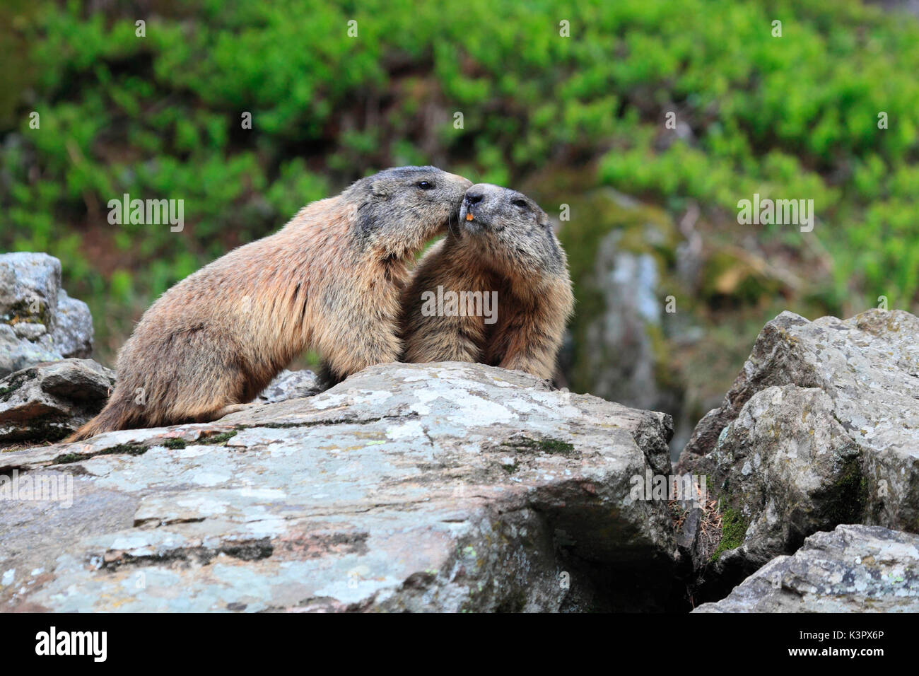 Marmots (Marmota marmota) playing together on a rock in Valmalenco ...