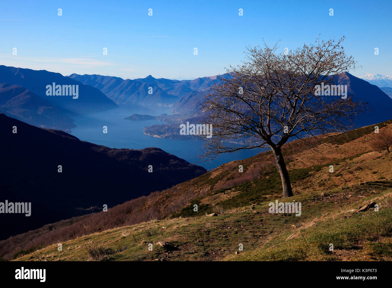 Tree in front of Como Lake from Alpe Giumello, Province of Como ...