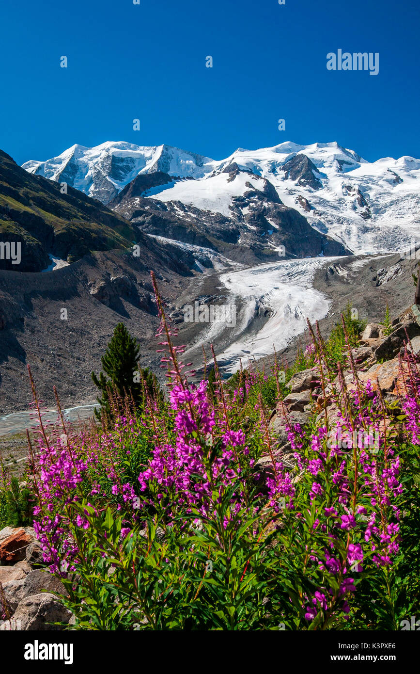Blooming willowherb flowers (epilobium) framing the glacier and the ...