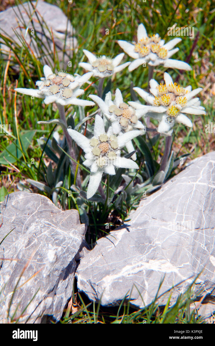 Edelweiss, (Leontopodium alpinum) the symbol of the Alps Stock Photo ...