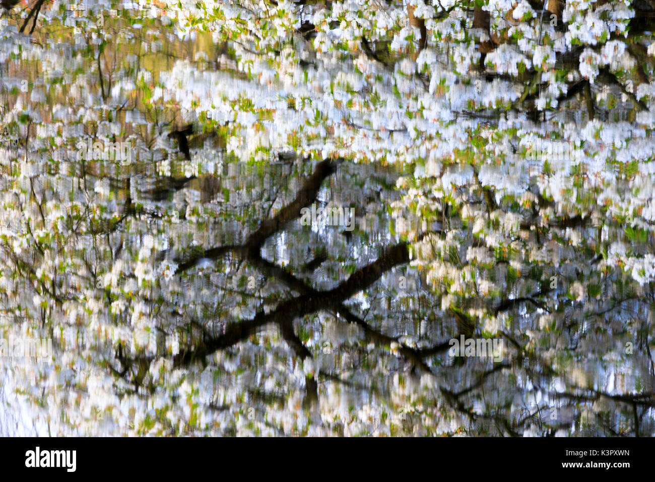 Reflected trees in pond hi-res stock photography and images - Alamy