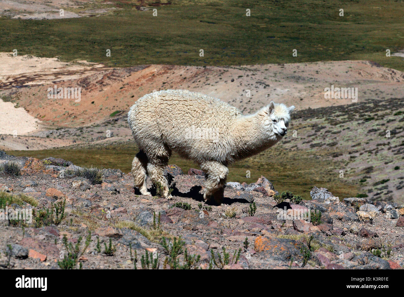 Alpacas, animals that adapt well to the cold of Andes, are bred for ...