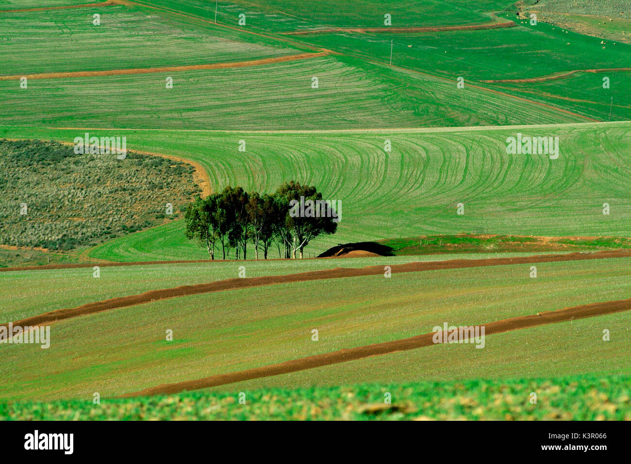 The country landscape of the Western Cape in South Africa in June Stock ...