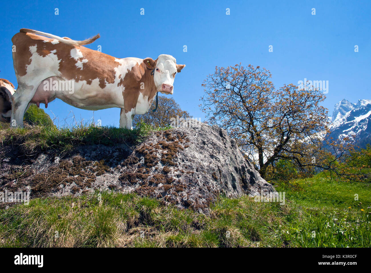 Switzerland cow hi-res stock photography and images - Alamy