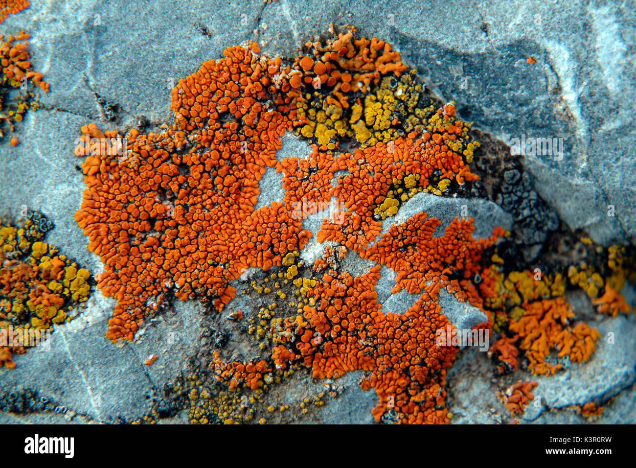 Phycobiont hi-res stock photography and images - Alamy