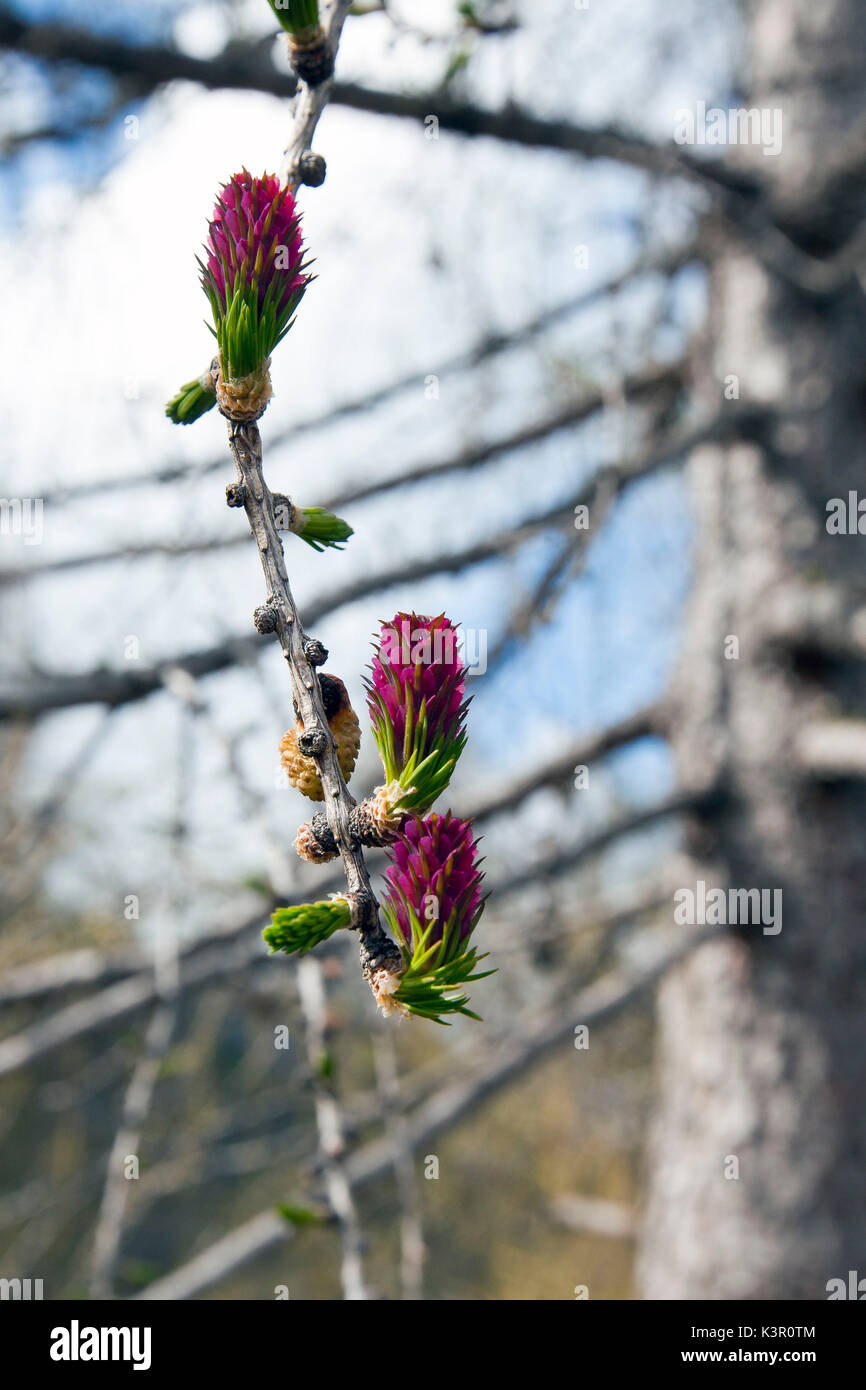 Colourful terminal buds of a larch in spring hi-res stock photography ...