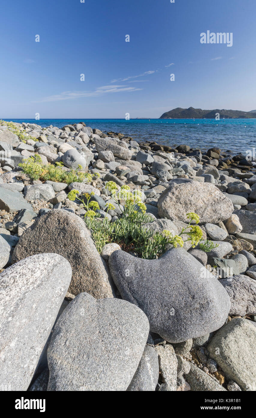 Vegetation europe hi-res stock photography and images - Alamy