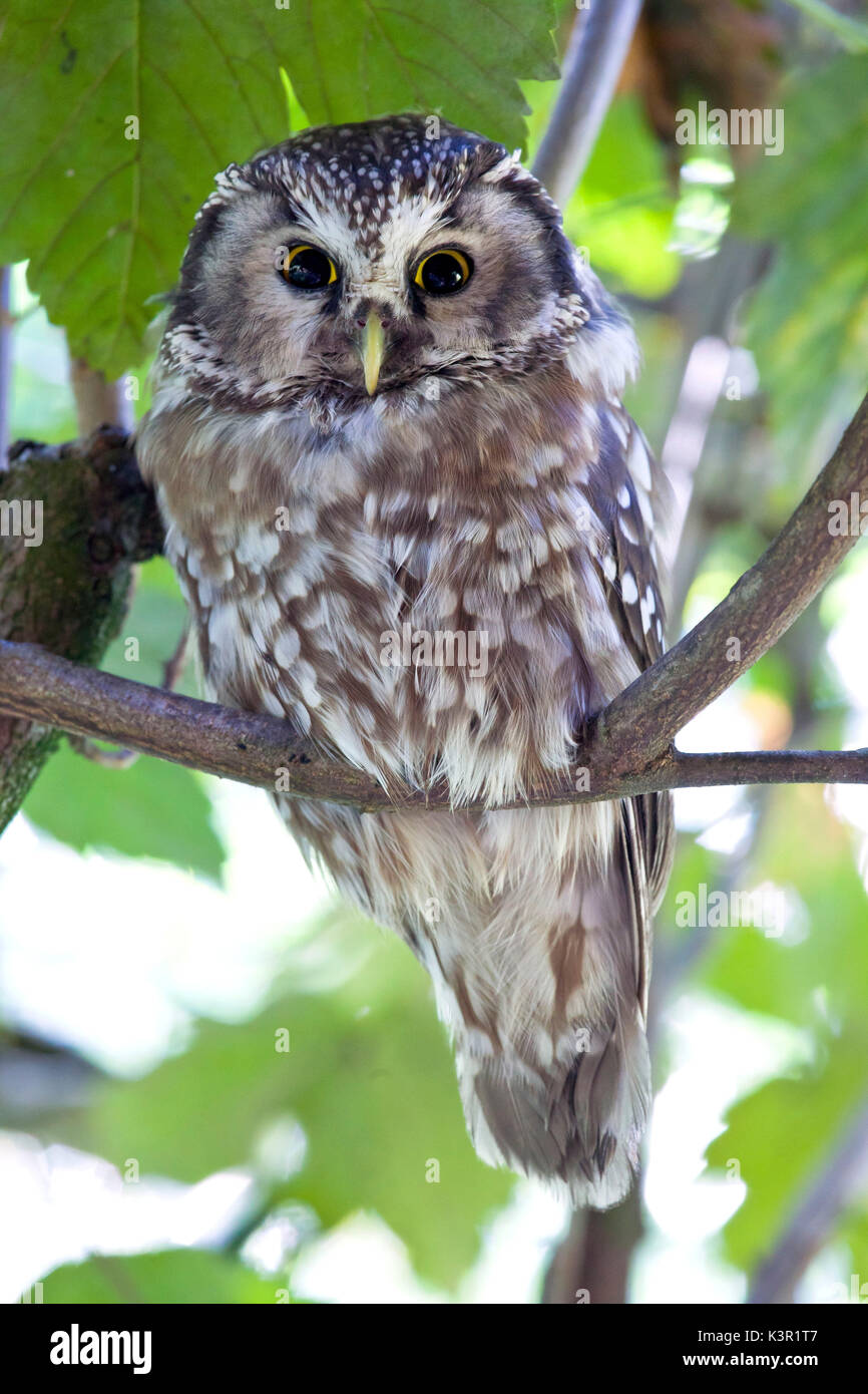 The boreal owl (Aegolius funereus) is a nocturn bird of prey that lives ...