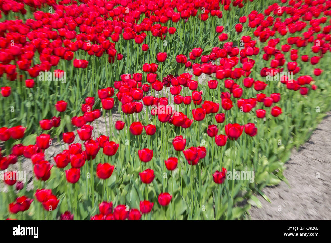 Tulip fields in the netherlands hi-res stock photography and images - Alamy