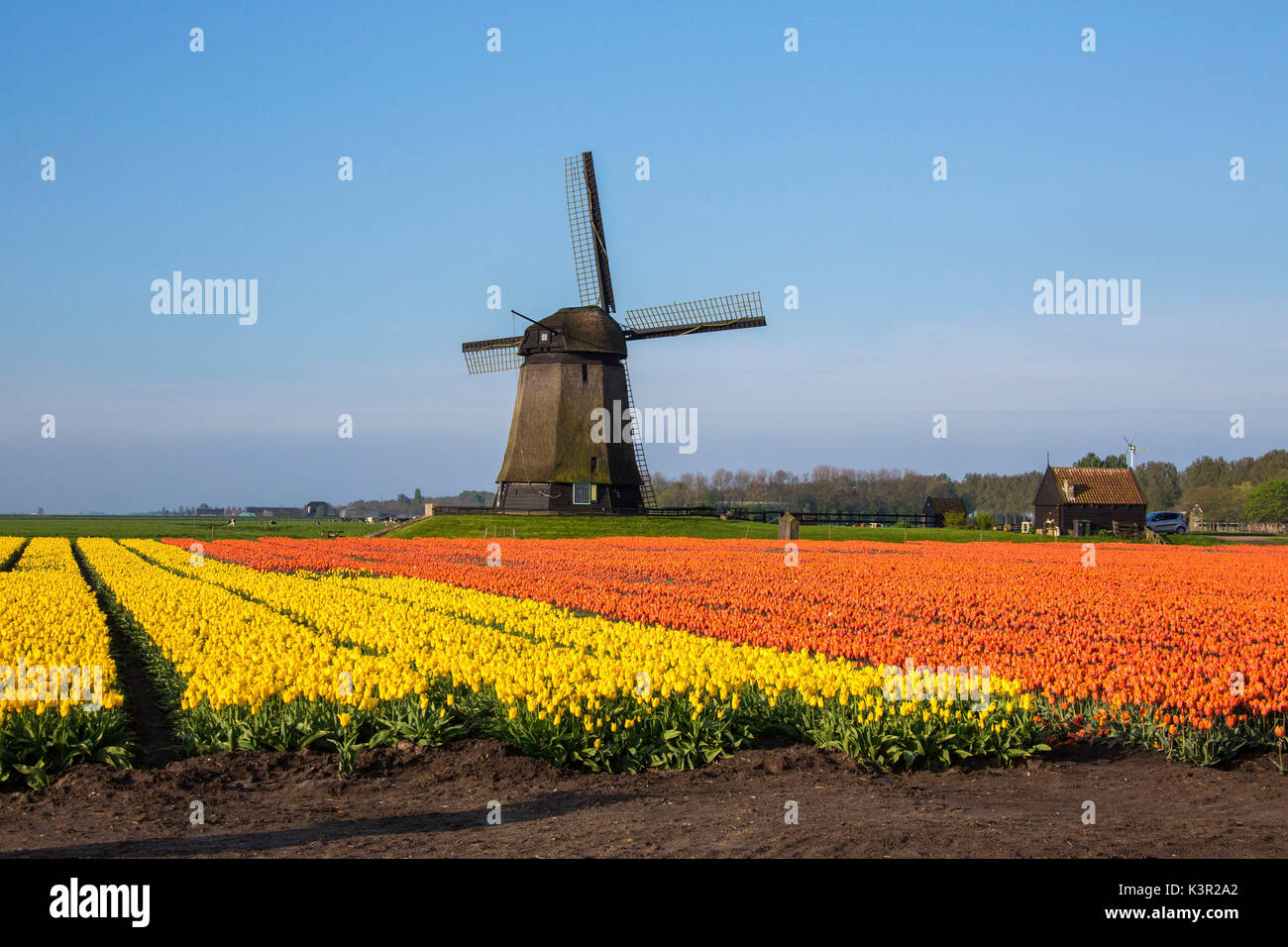 Netherlands windmill tulip hi-res stock photography and images - Alamy