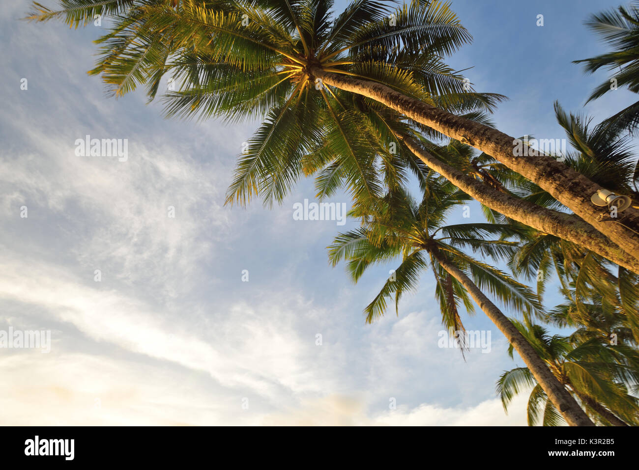 Palm trees on Boracay island at sunset,Philippines Stock Photo - Alamy