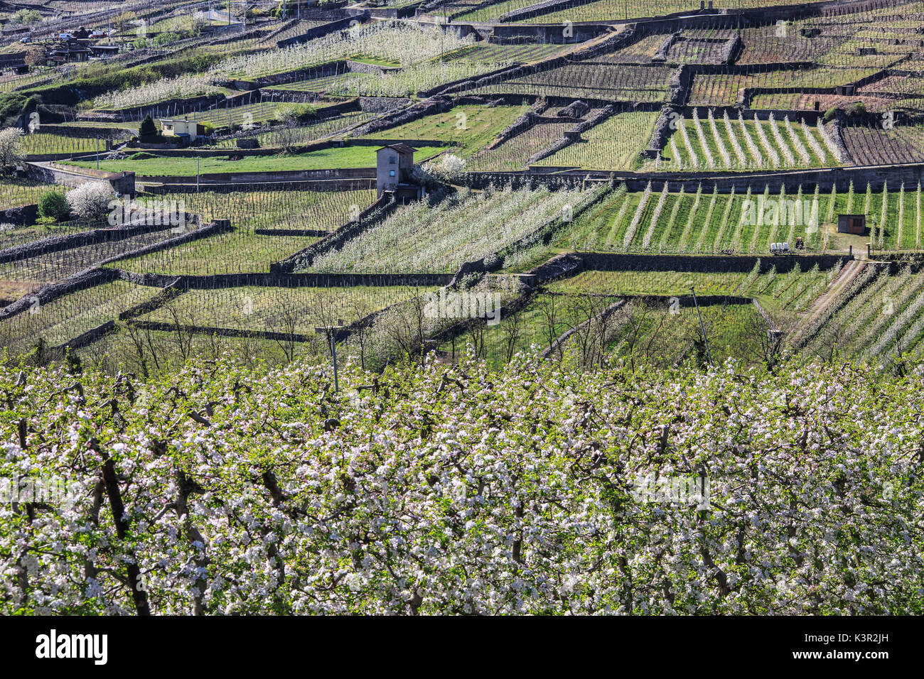 Farm and apple orchards hi-res stock photography and images - Alamy