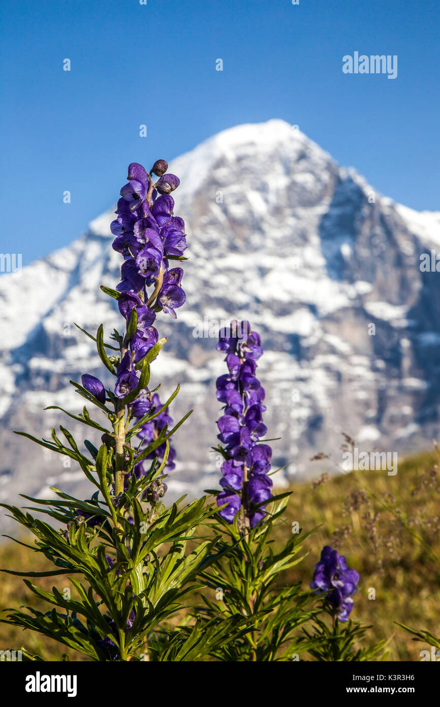 Aconito Napello flowers framing Mount Eiger Mannlichen Grindelwald ...